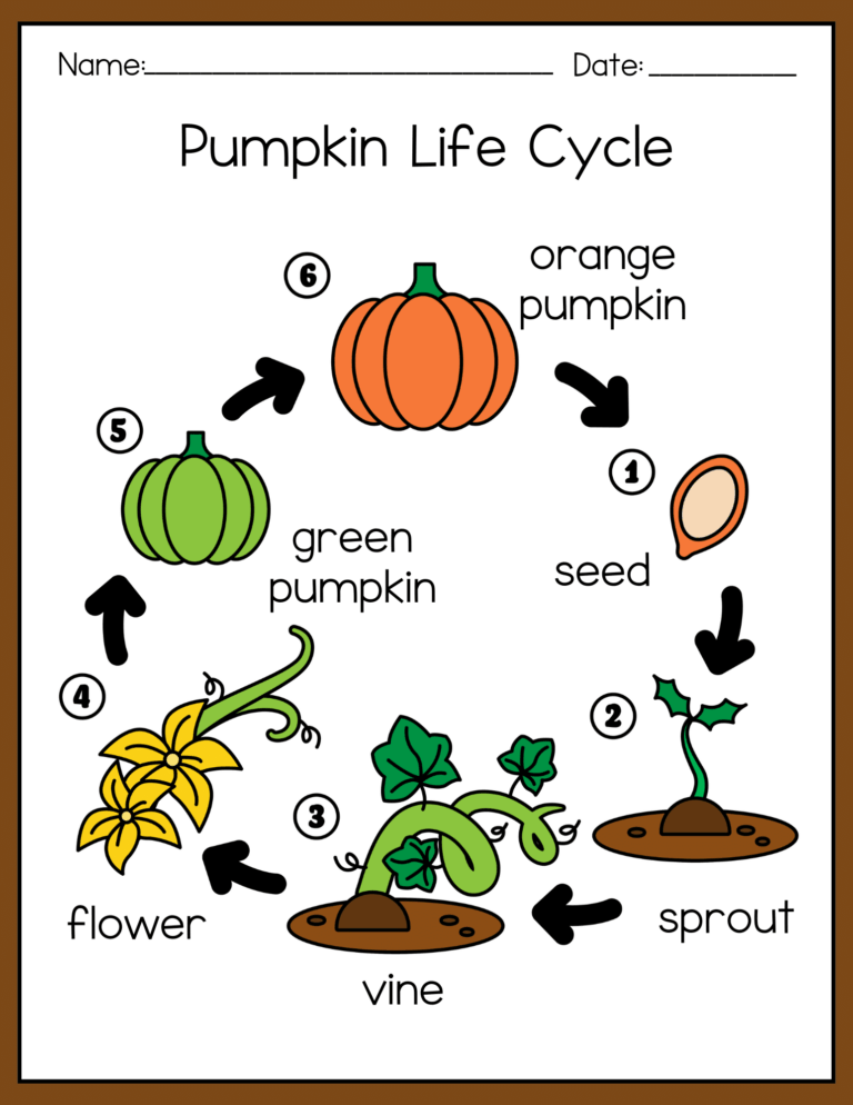 Pumpkin Life Cycle Worksheets and Playdough Mats: Hands-On Fall ...