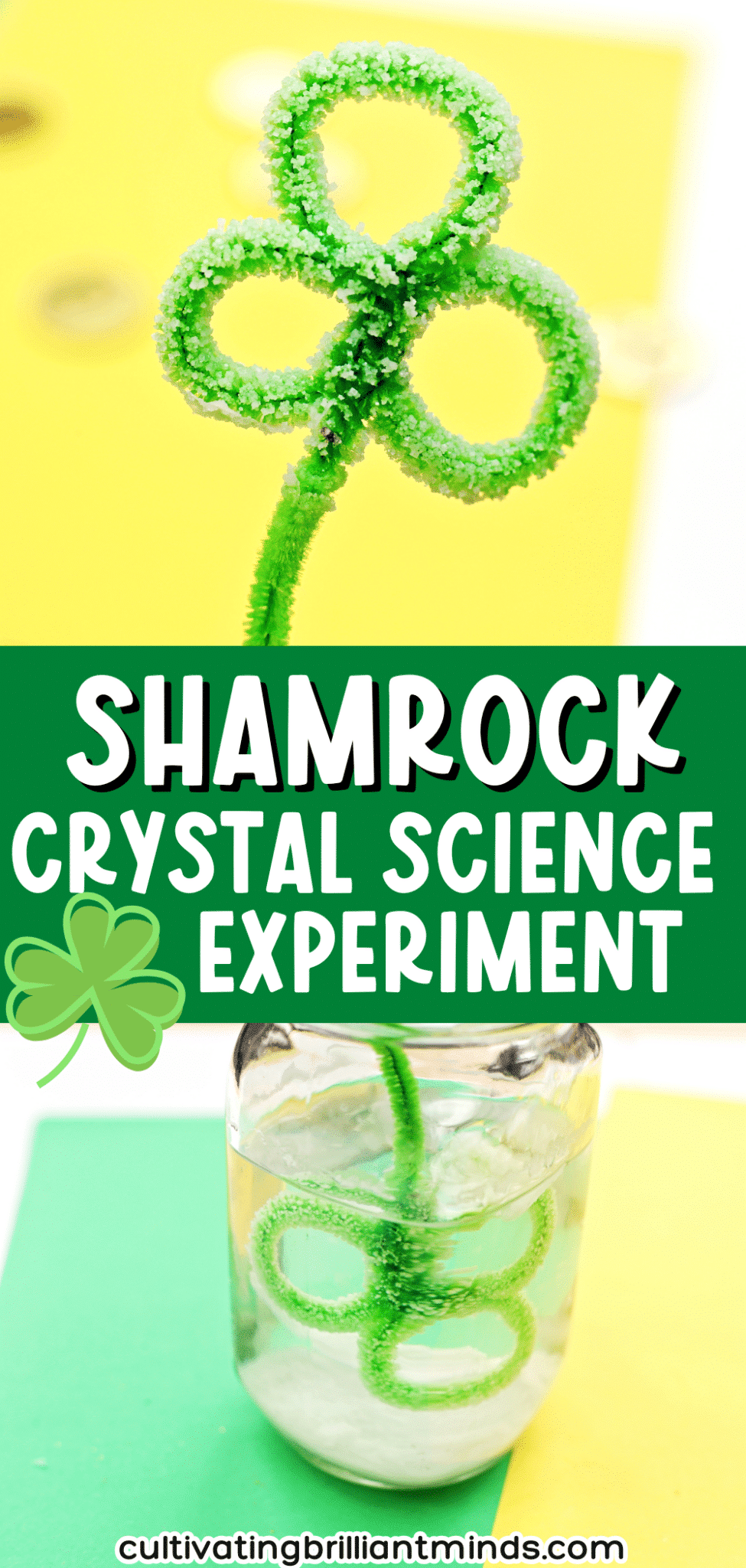 Salt Crystal Shamrock Science Experiment: A Magical St. Patrick’s Day ...